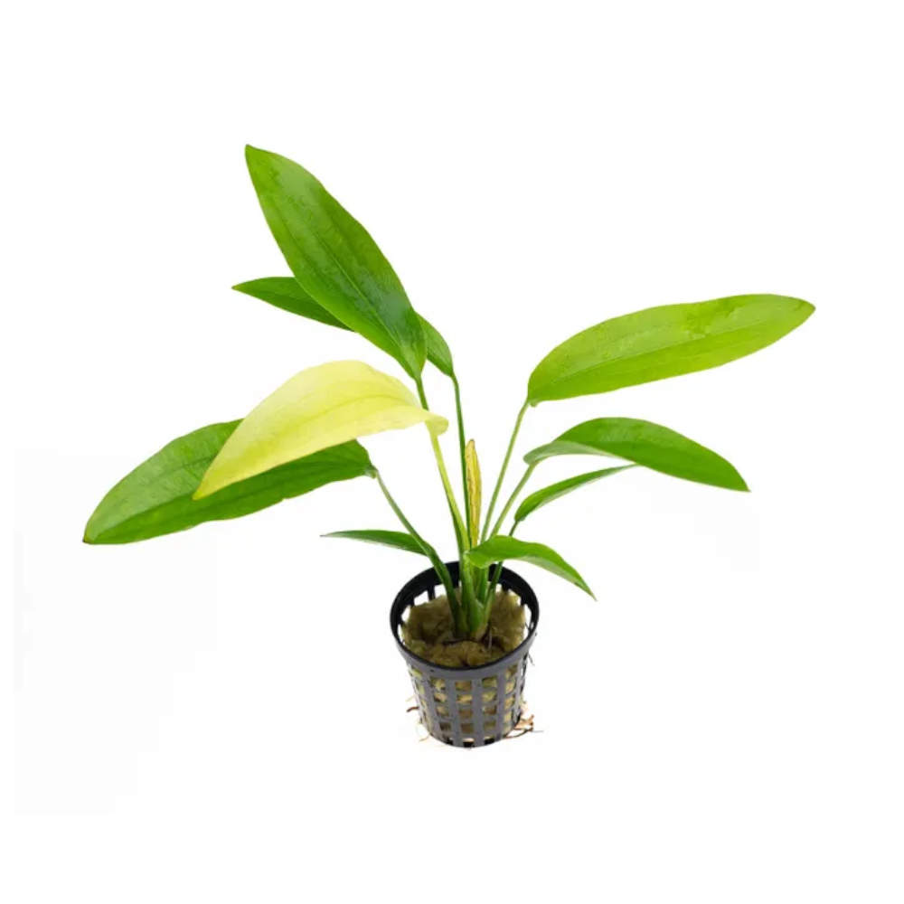 Echinodorus Ozelot Nile Queen – 5cm Pot - Roxy Aquarium