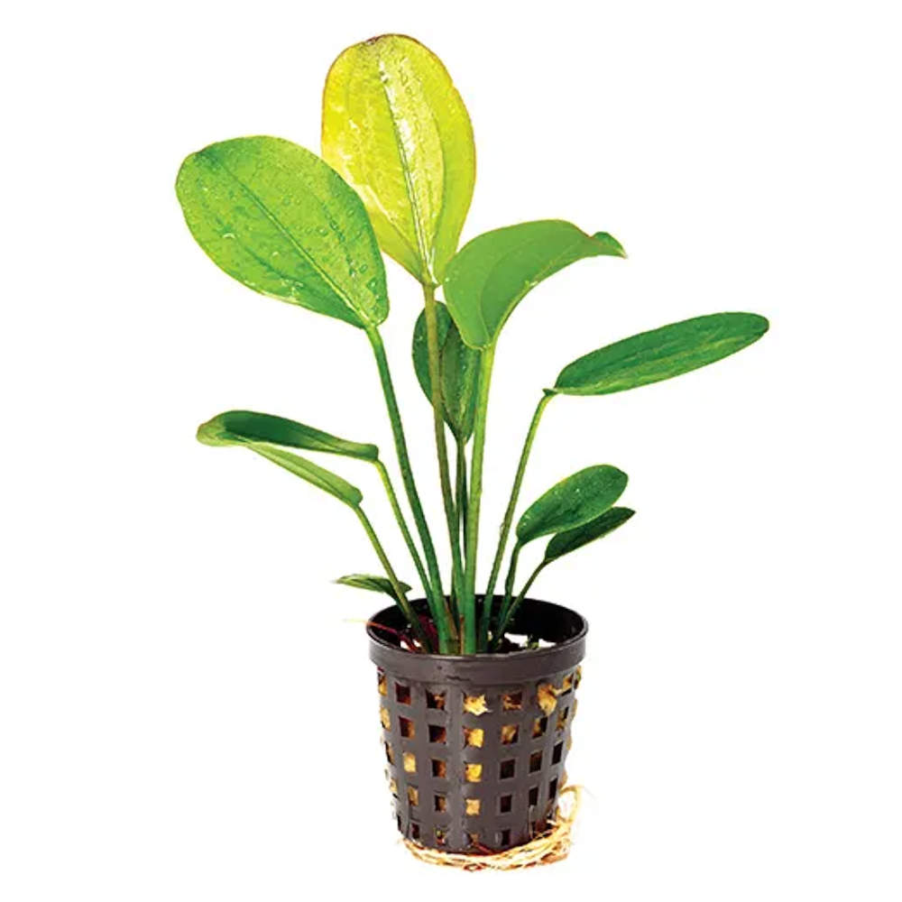 Echinodorus Schlueteri – 5cm Pot - Roxy Aquarium
