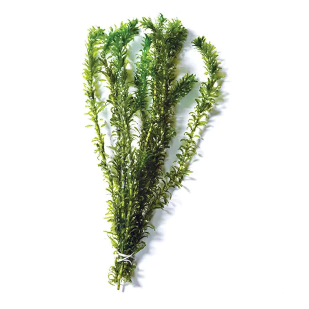 Elodea – Bunch – Live Aquarium Plant - Roxy Aquarium