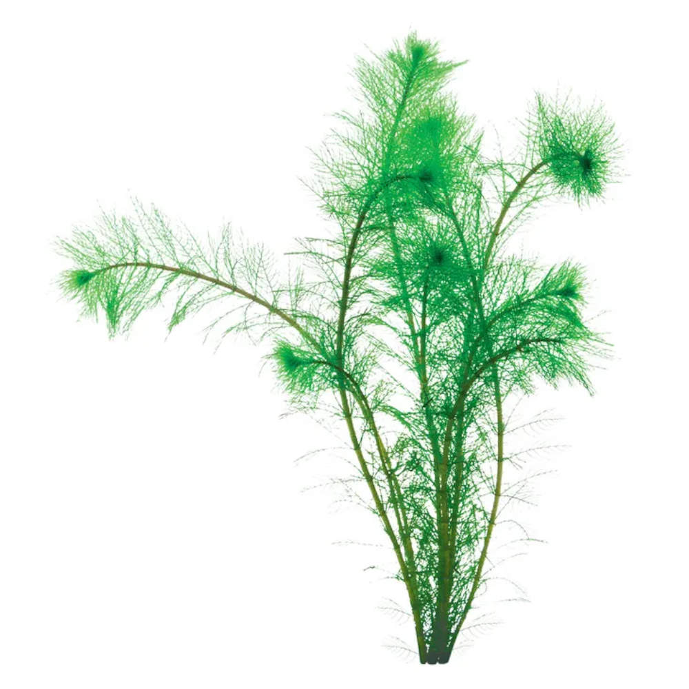 Filigree Milfoil – Live Aquarium Plant - Roxy Aquarium