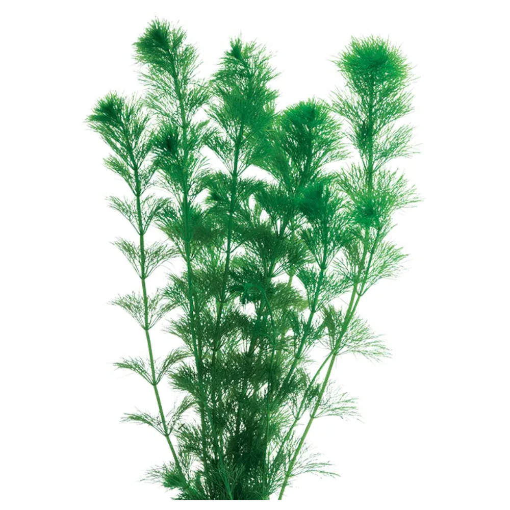 Giant Ambulia – Live Aquarium Plant - Roxy Aquarium