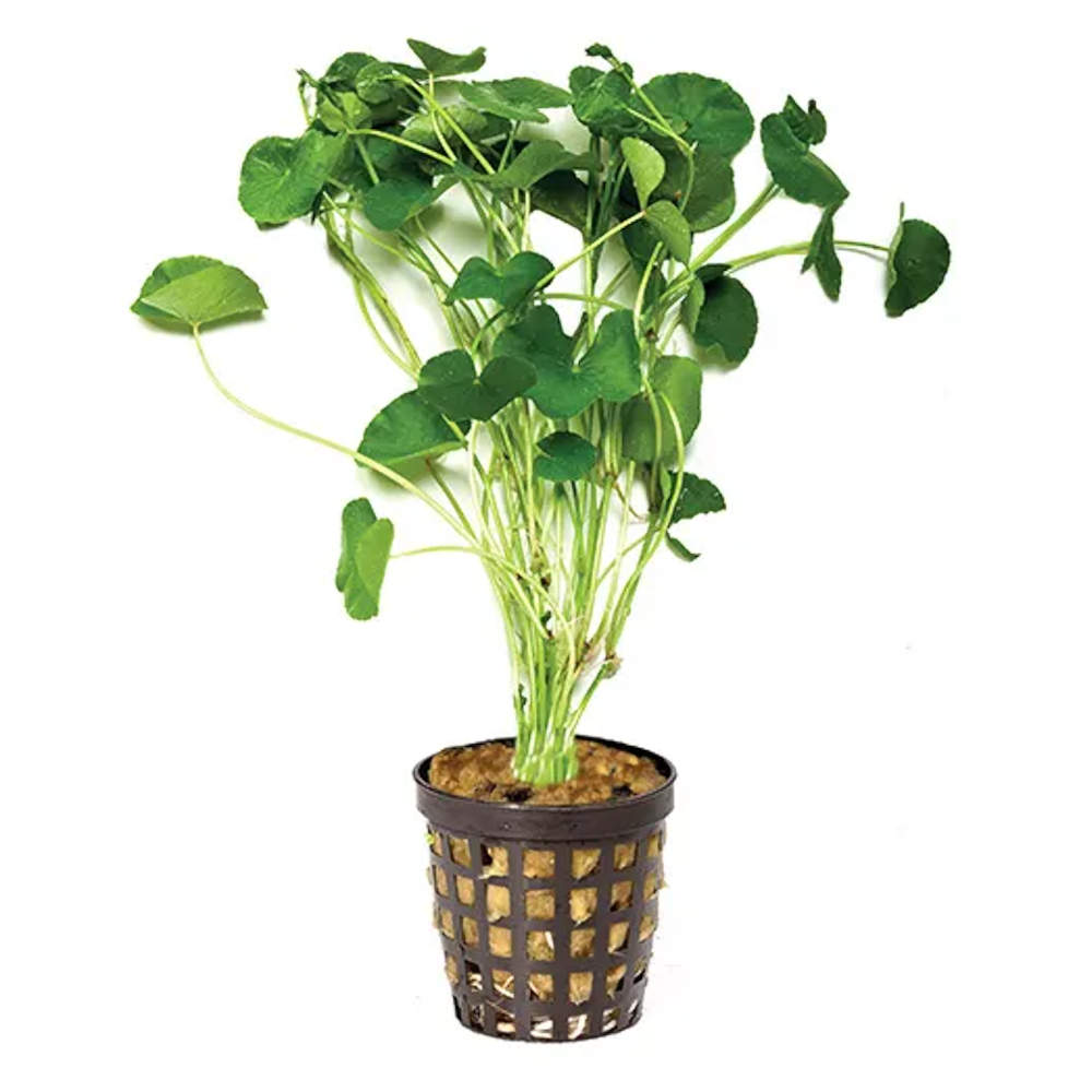 Giant Cardamine – 5cm Pot - Roxy Aquarium