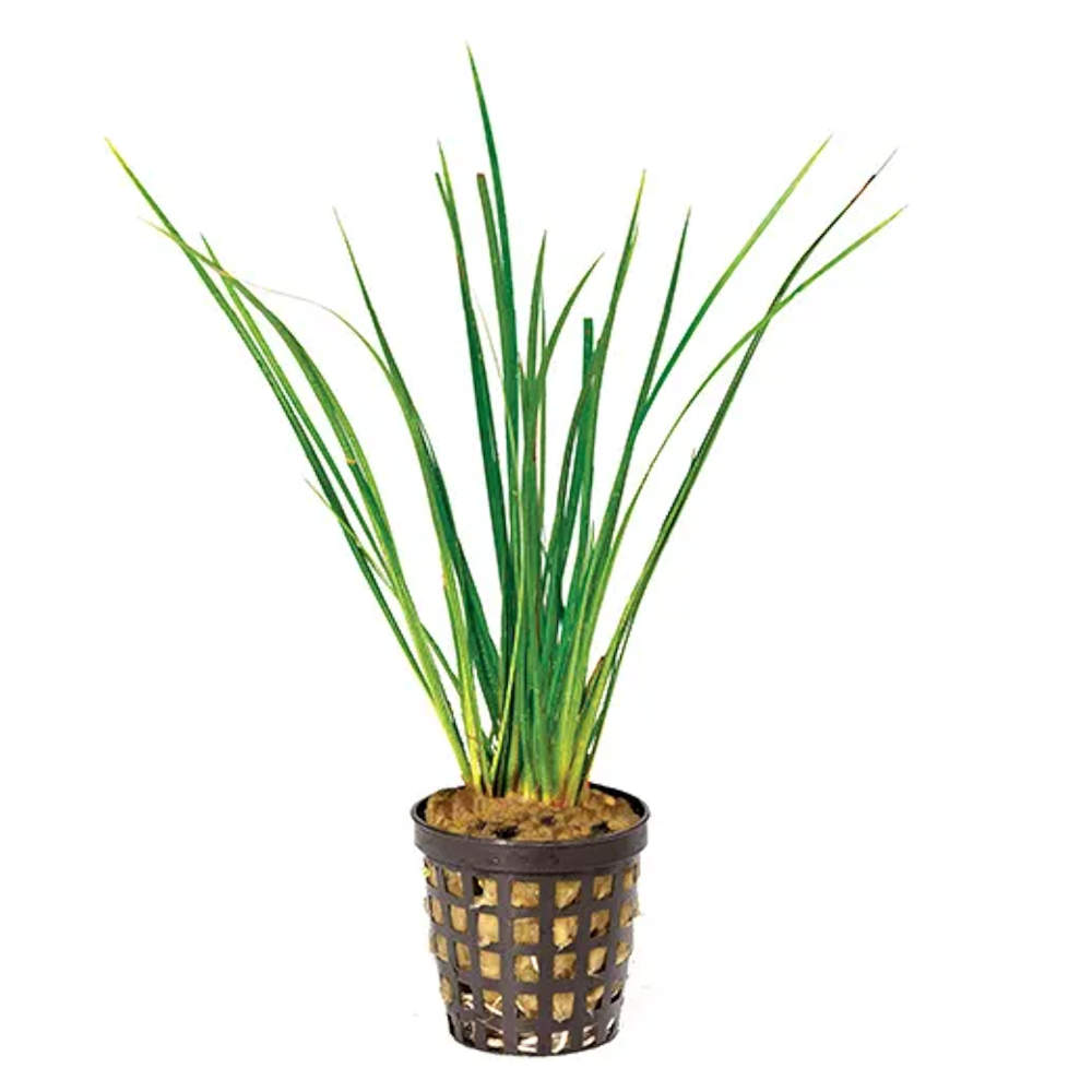 Green Rush – 5cm Pot – Live Aquarium Plant - Roxy Aquarium
