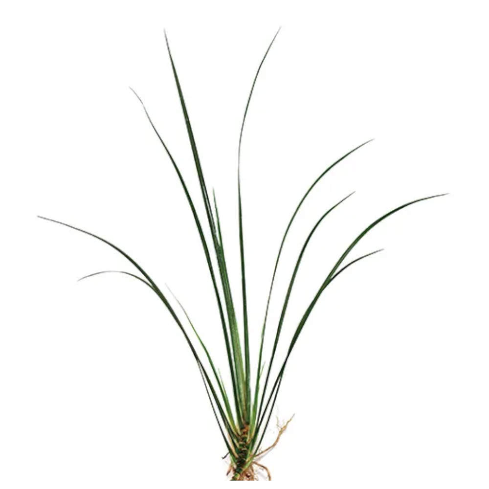 Green Rush – Bunches – Live Aquarium Plant - Roxy Aquarium