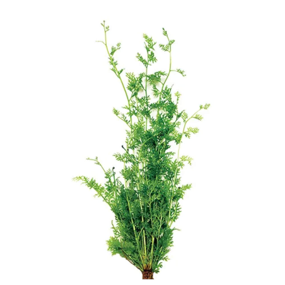 Lace Fern – Live Aquarium Plant - Roxy Aquarium