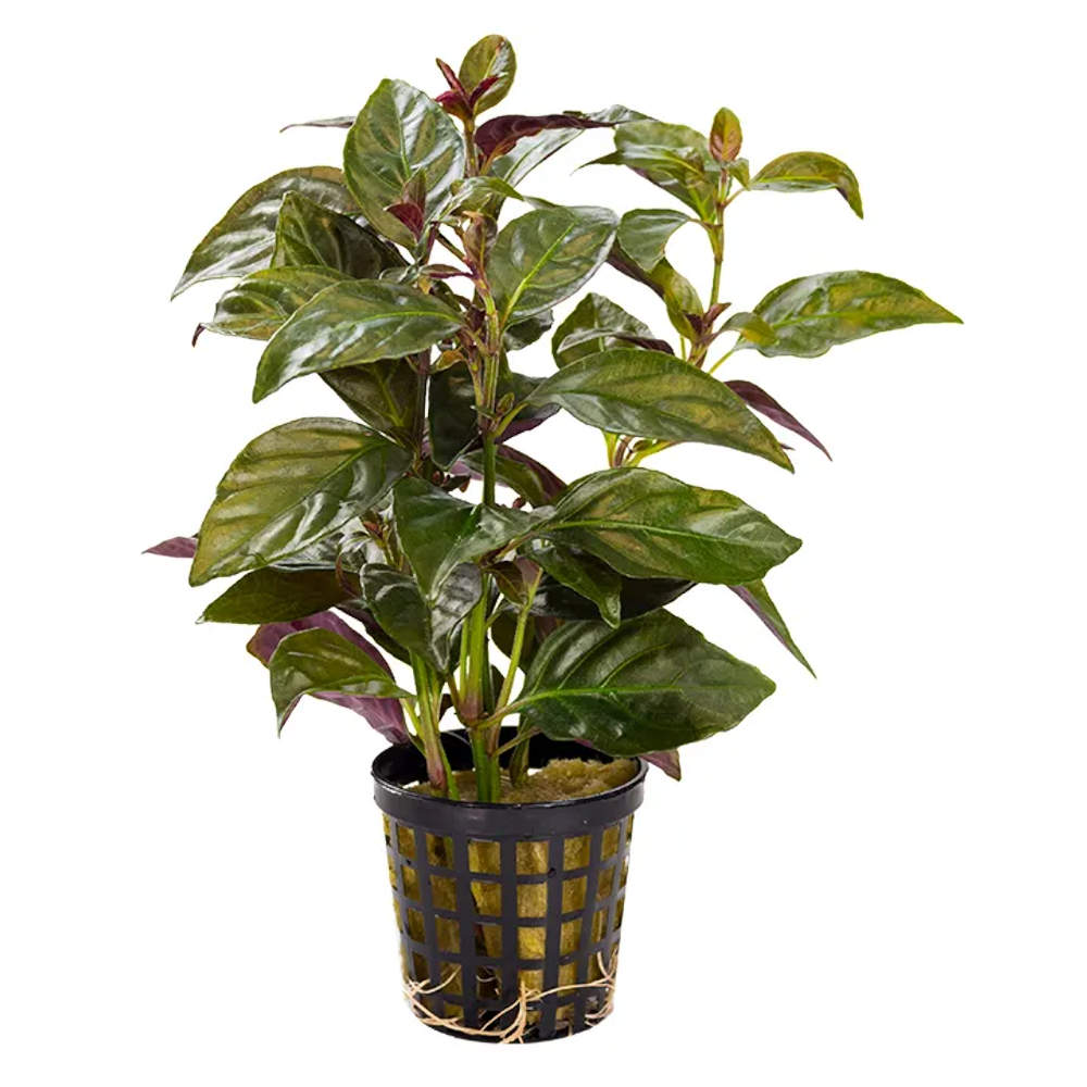 Mauve Stricta – 5cm Pot - Roxy Aquarium