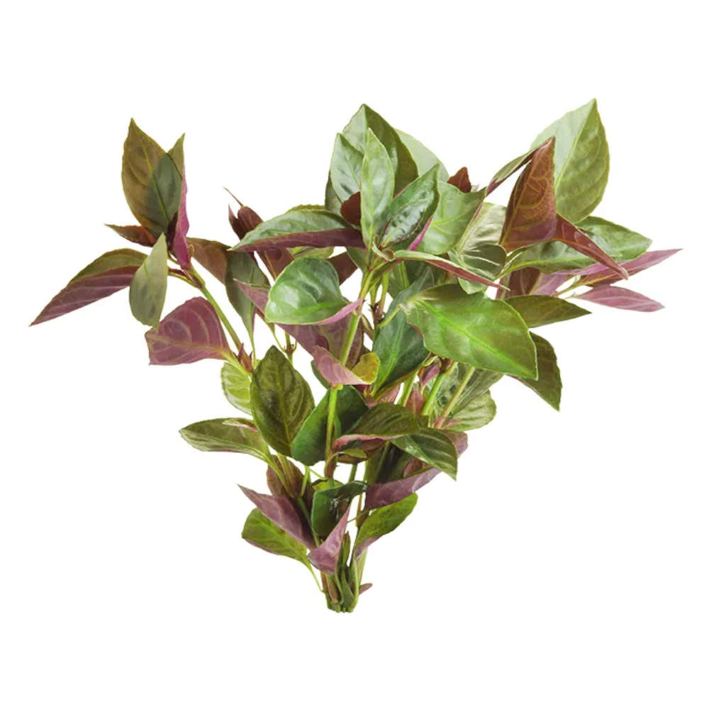 Mauve Stricta – Live Aquarium Plant - Roxy Aquarium