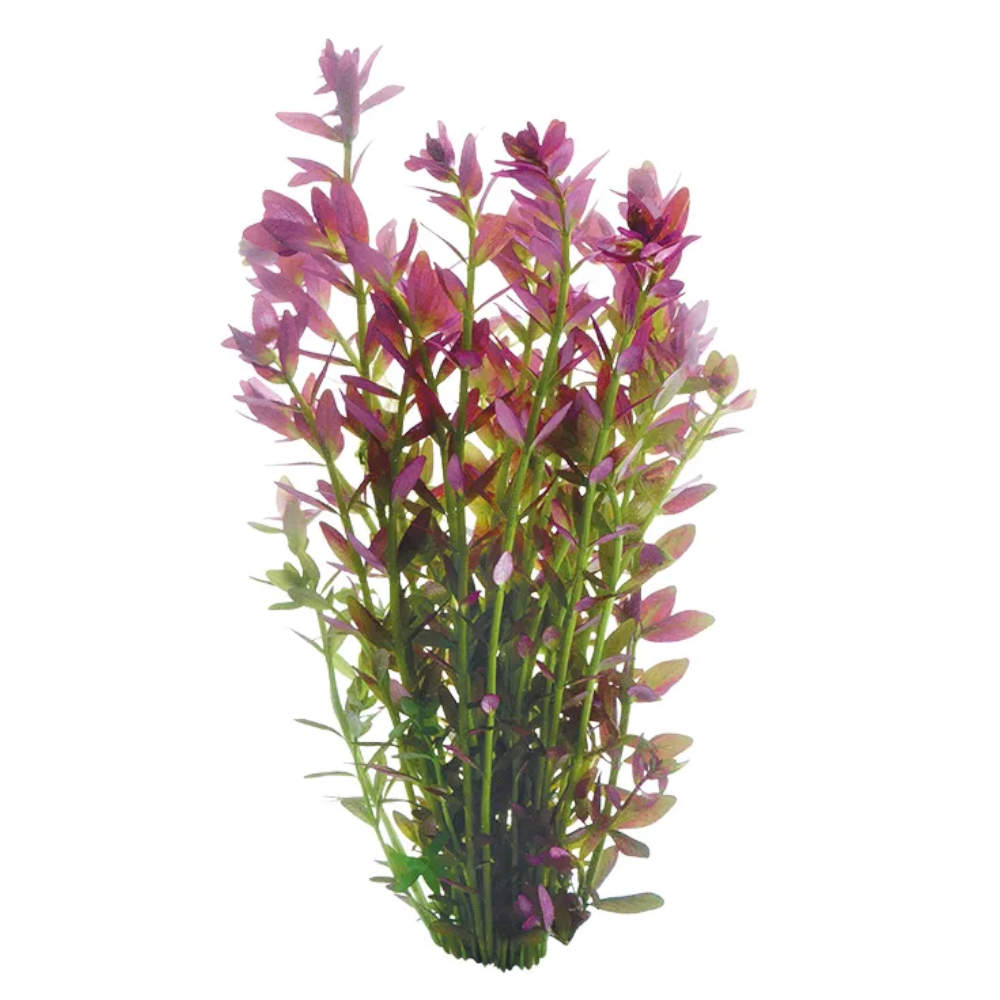 Pink Baby Tears – Live Aquarium Plant - Roxy Aquarium