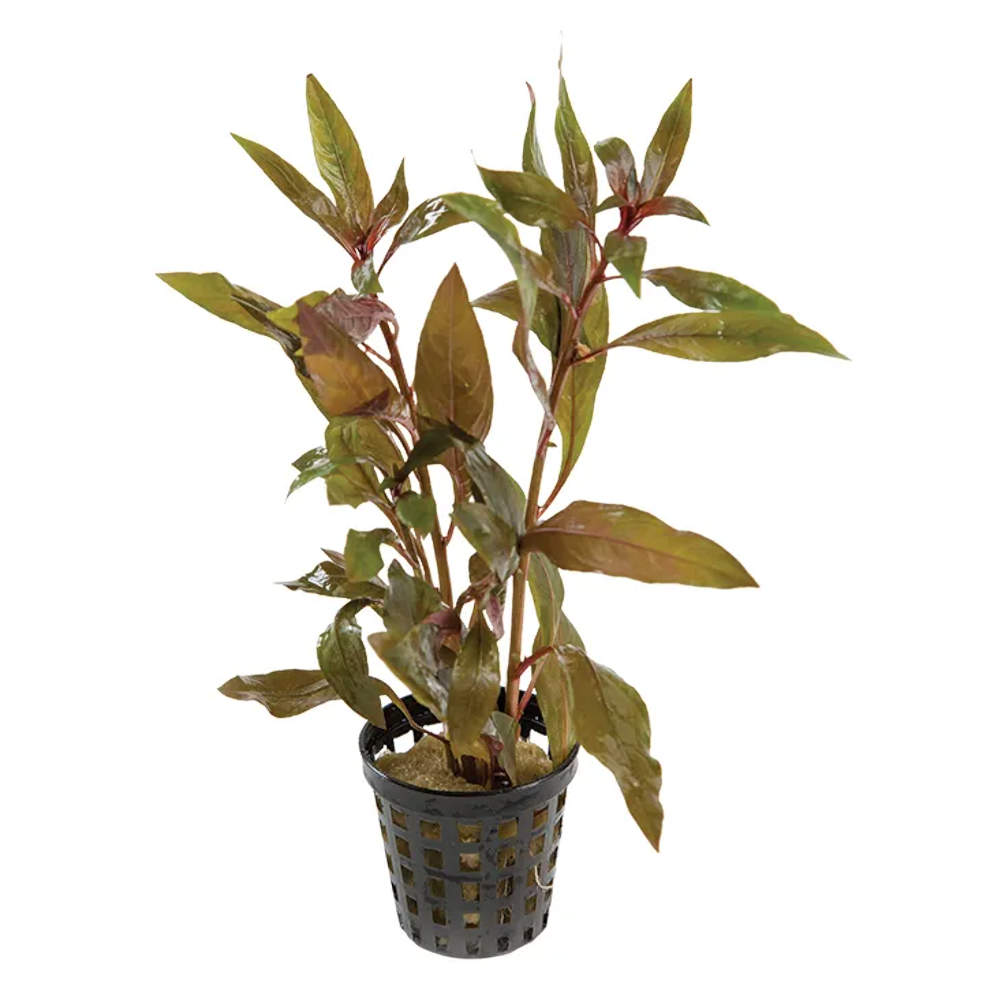 Scarlet Ludwigia – 5cm Pot - Roxy Aquarium