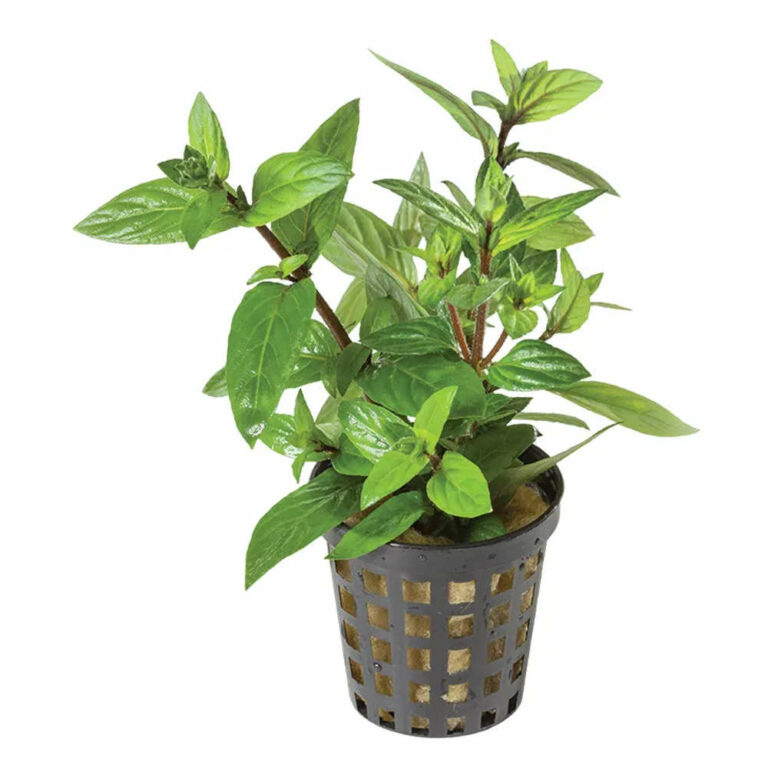 Staurogyne Repens 5cm Pot - Roxy Aquarium