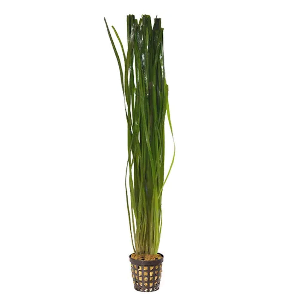 Thin Vallisneria – 5cm Pot - Roxy Aquarium