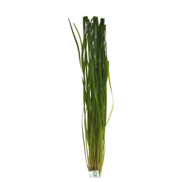 Vallisneria – Thin – Live Aquarium Plant - Roxy Aquarium
