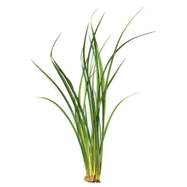 Mauve Stricta – Live Aquarium Plant - Roxy Aquarium