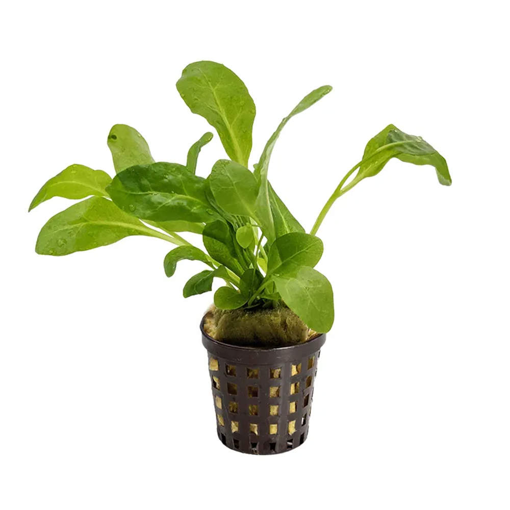 Water Rose – 5cm Pot – Live Aquarium Plant - Roxy Aquarium