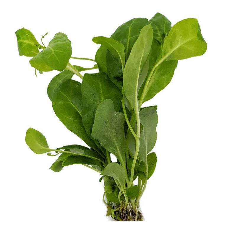 Water Rose – Live Aquarium Plant - Roxy Aquarium