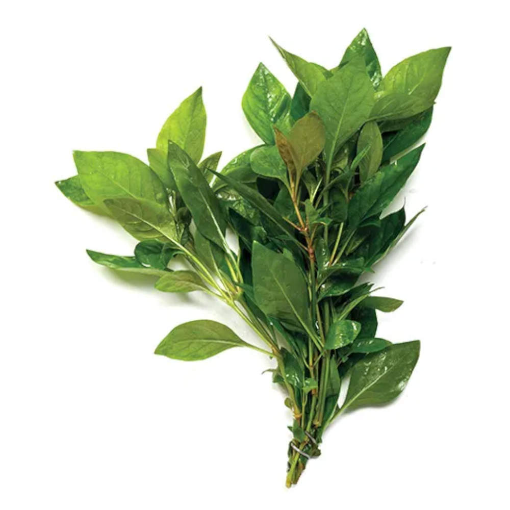 Yellow Ivy – Live Aquarium Plant - Roxy Aquarium