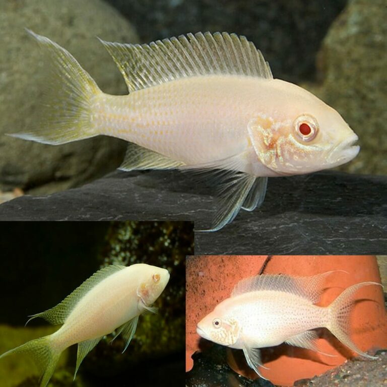 Princess Cichlid Albino 5-6cm - Roxy Aquarium