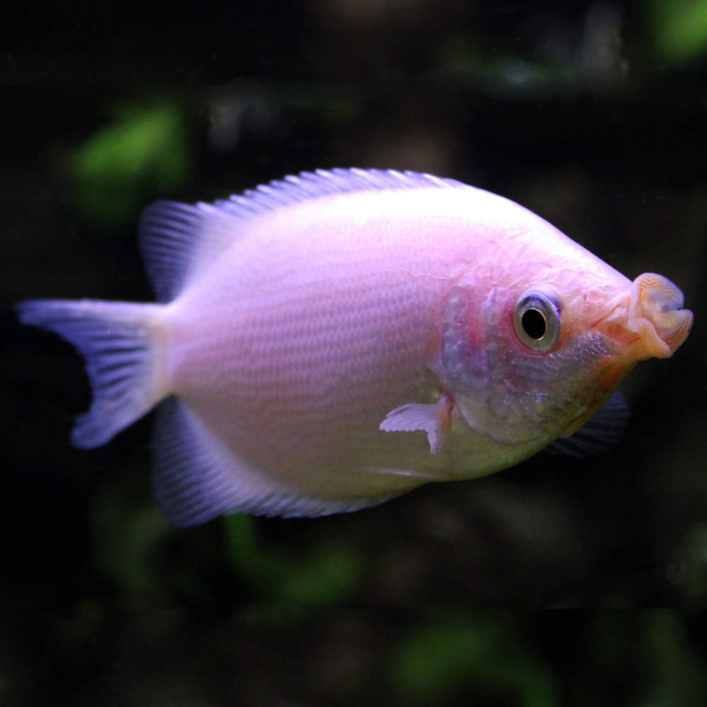 Pink Kissing Gourami Available - Roxy Aquarium