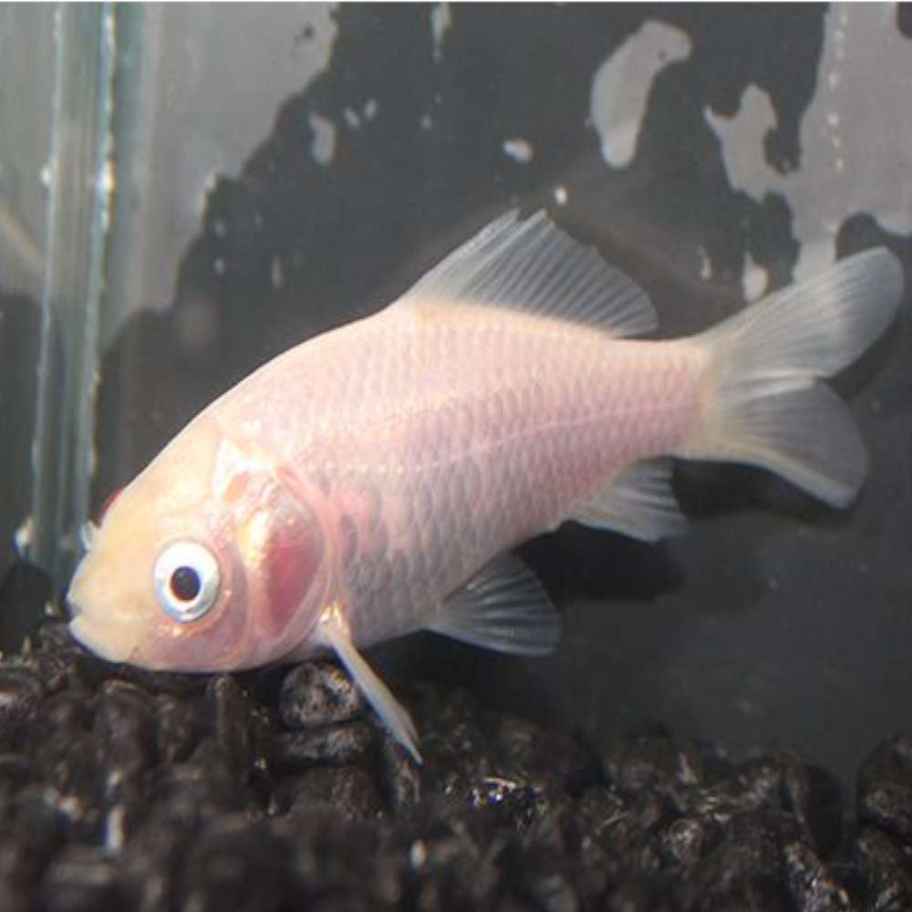 White comet Available Now - Roxy Aquarium