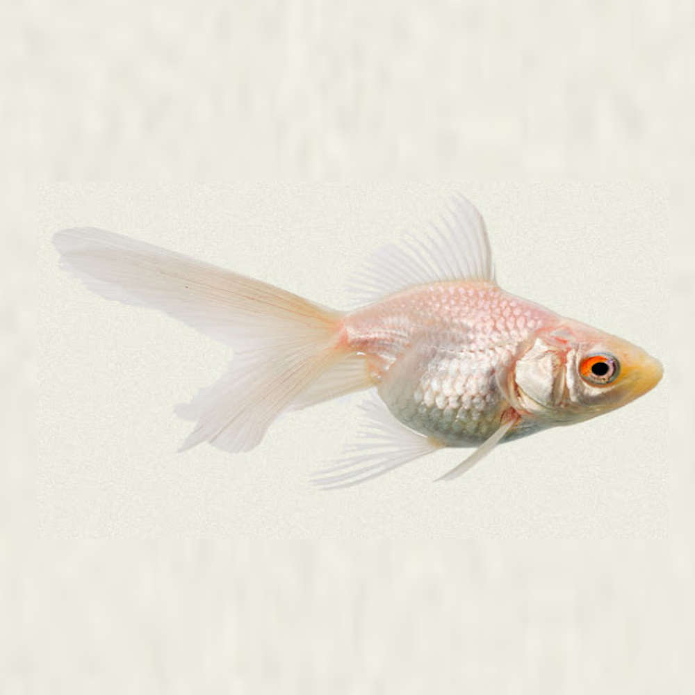 Ryukin Goldfish Tank Ryukin Goldfish Care Guide Your Aquarium Place