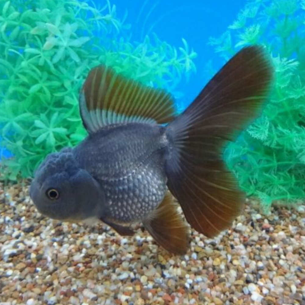 Premium Orandas Available - Roxy Aquarium
