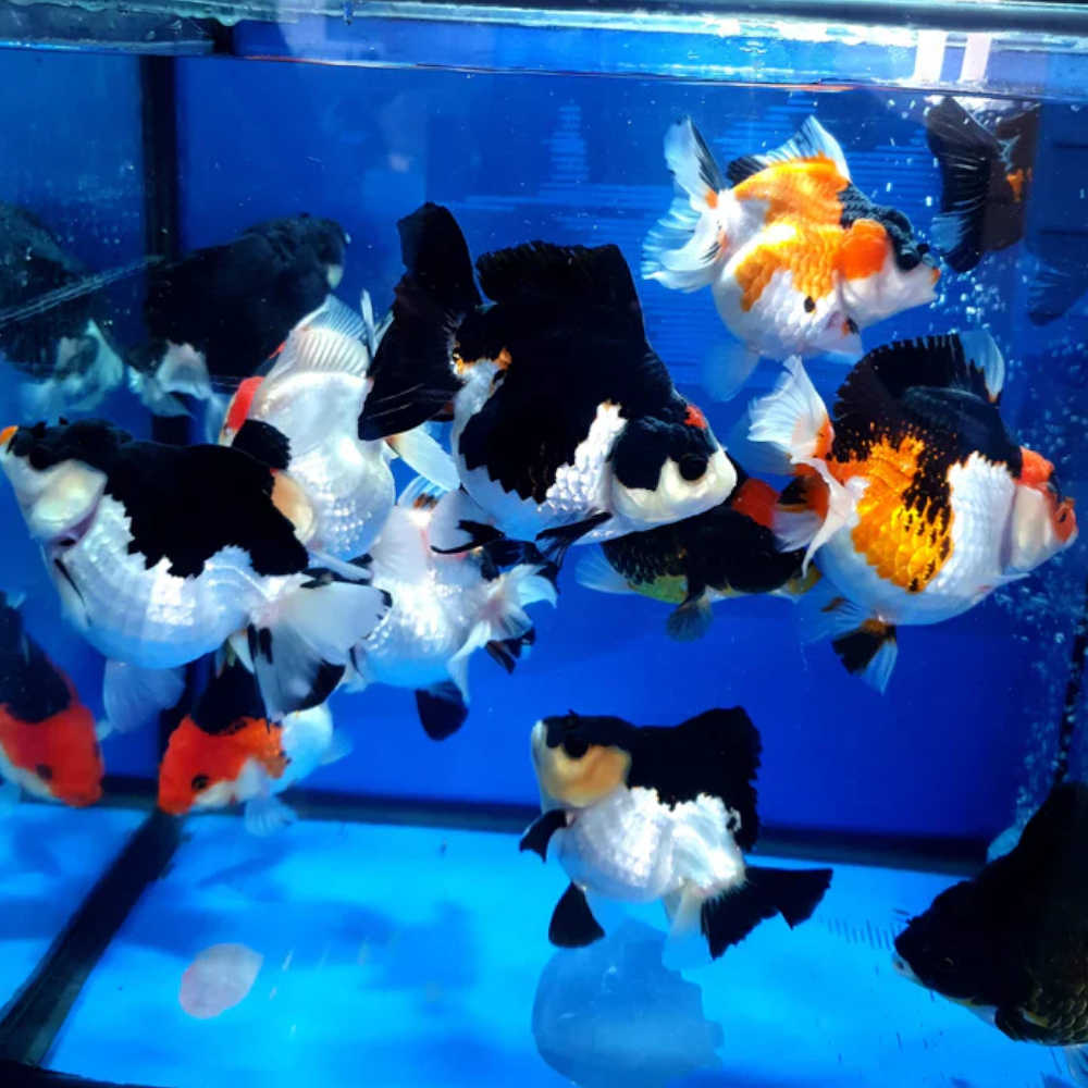 Premium Orandas Available - Roxy Aquarium