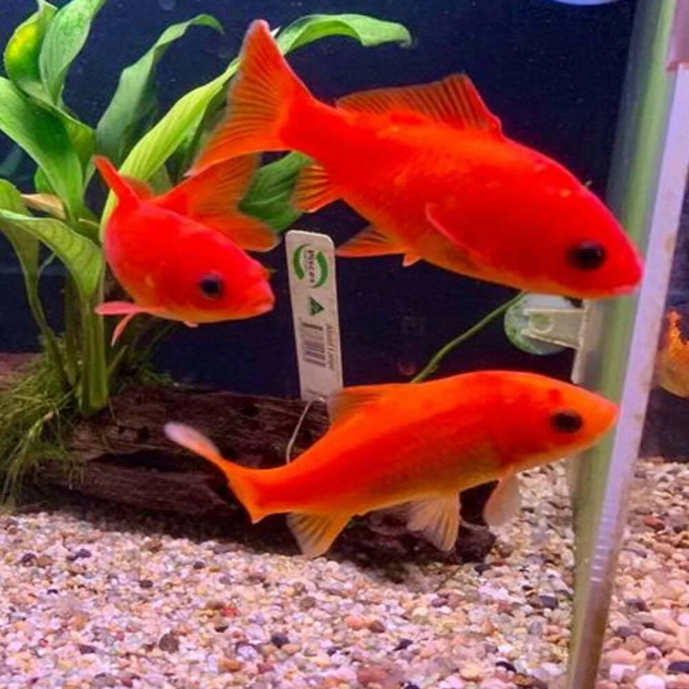 White comet Available Now - Roxy Aquarium