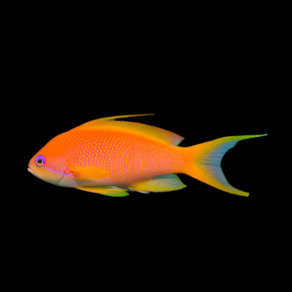 Anthias Female - Roxy Aquarium