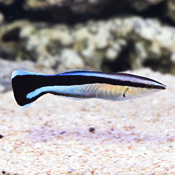 Blue Cleaner Wrasse Available - Roxy Aquarium