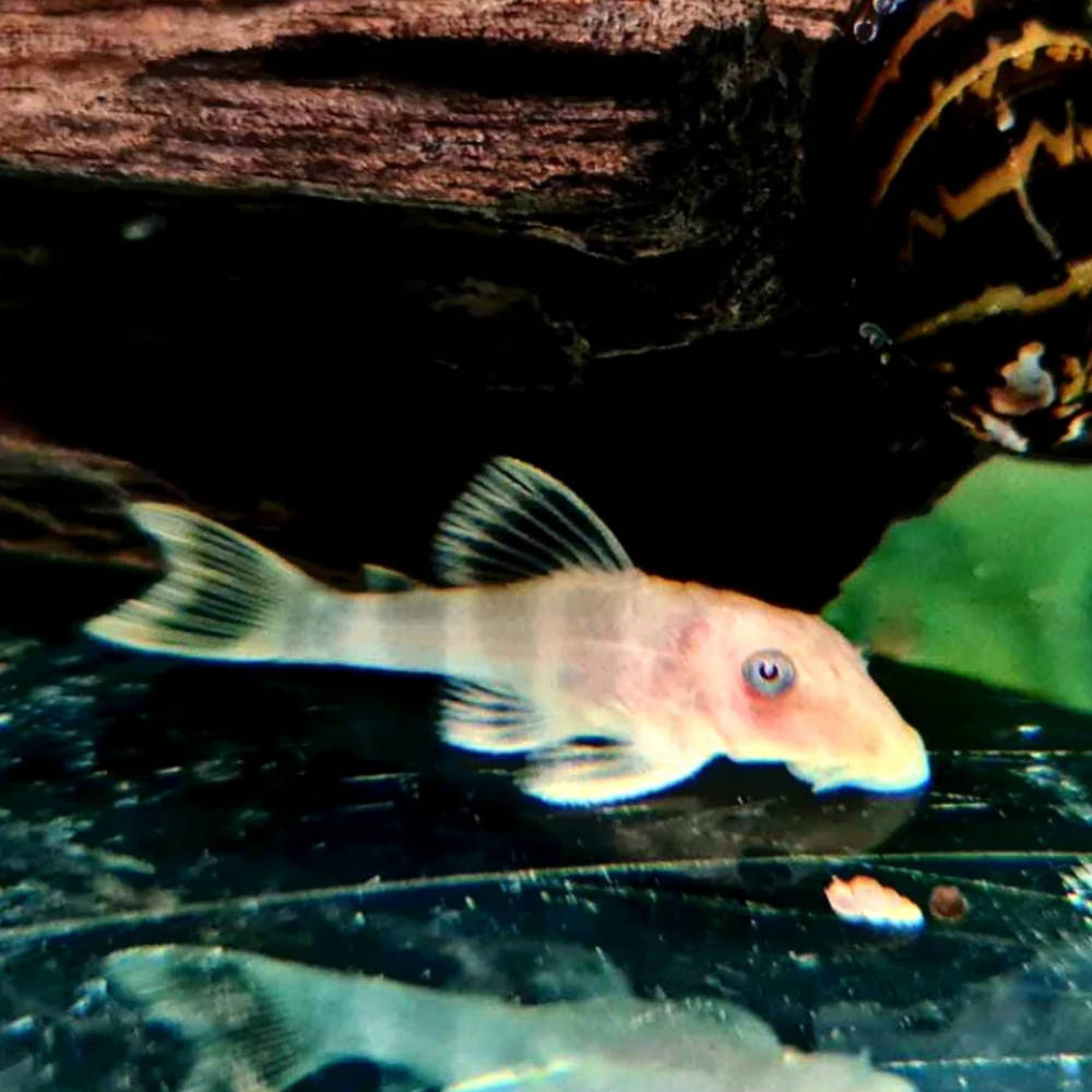 L270 Pleco Available Now! - Roxy Aquarium