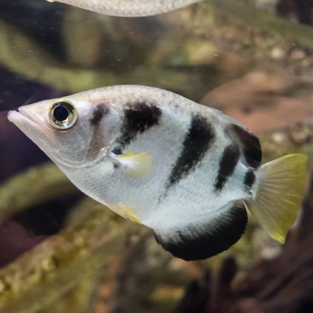 Archerfish Available Now! - Roxy Aquarium