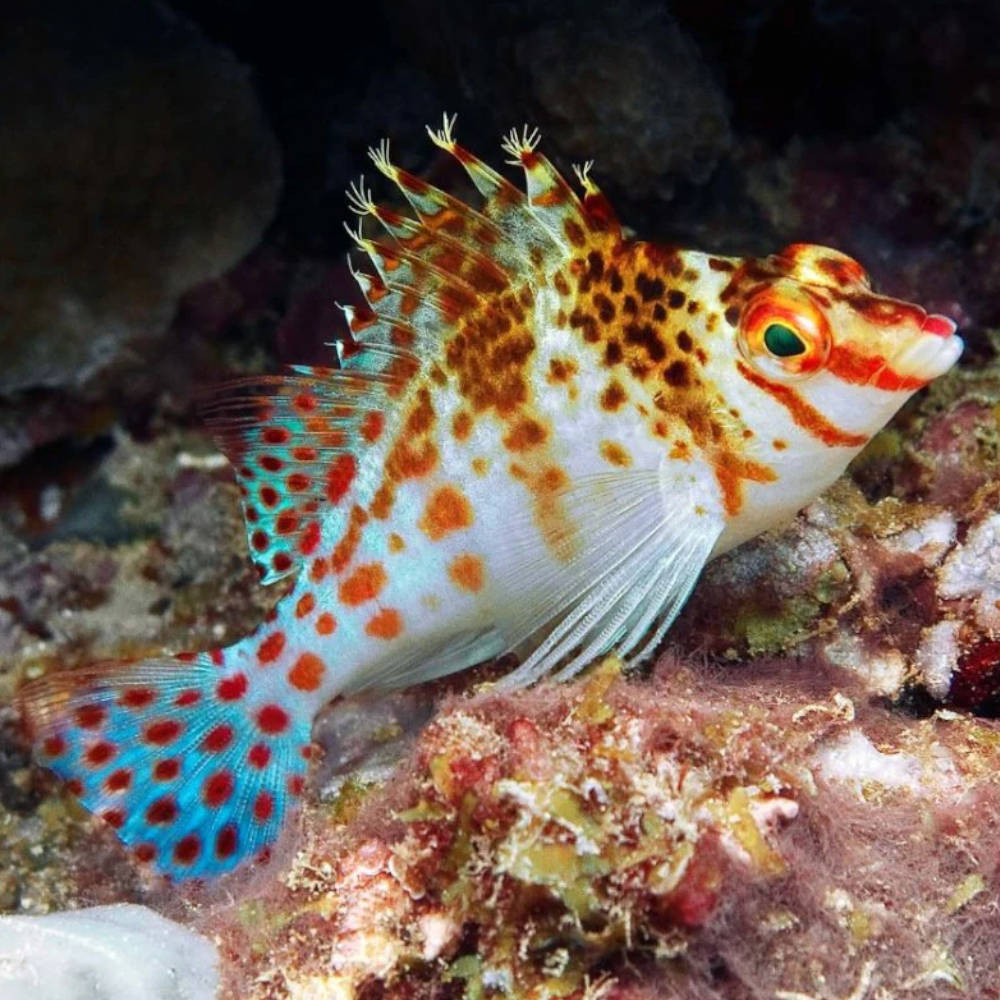 Dwarf Falco Hawkfish - Roxy Aquarium