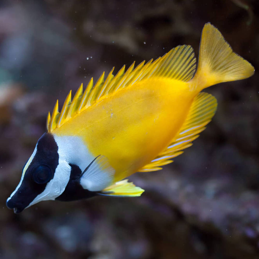 Foxface Rabbitfish - Roxy Aquarium