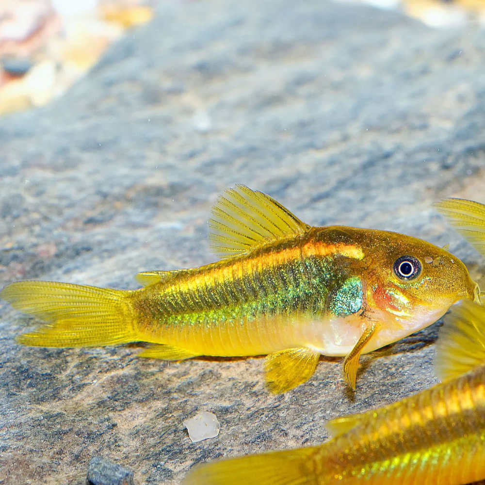 Cory Gold Lazer Available - Roxy Aquarium