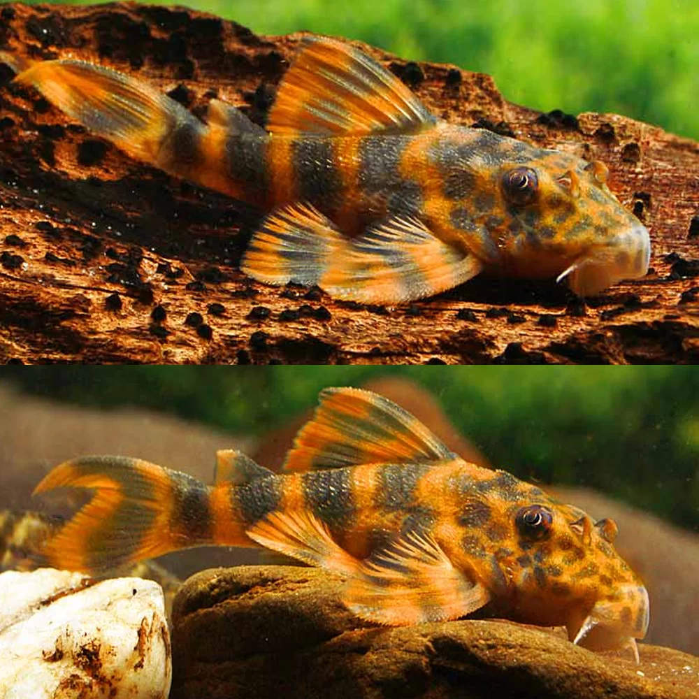 L387 Pleco Available - Roxy Aquarium