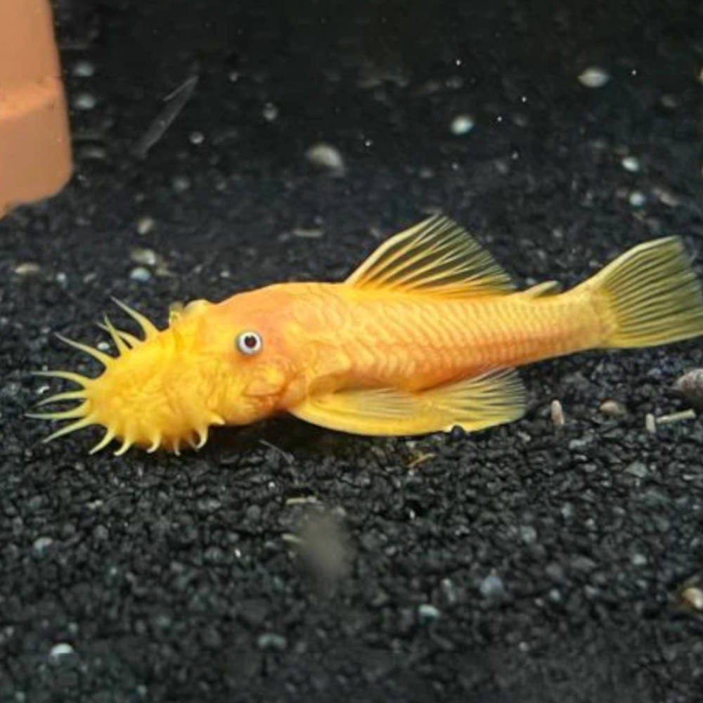 Lemon Blue Eye Bristlenose - Roxy Aquarium