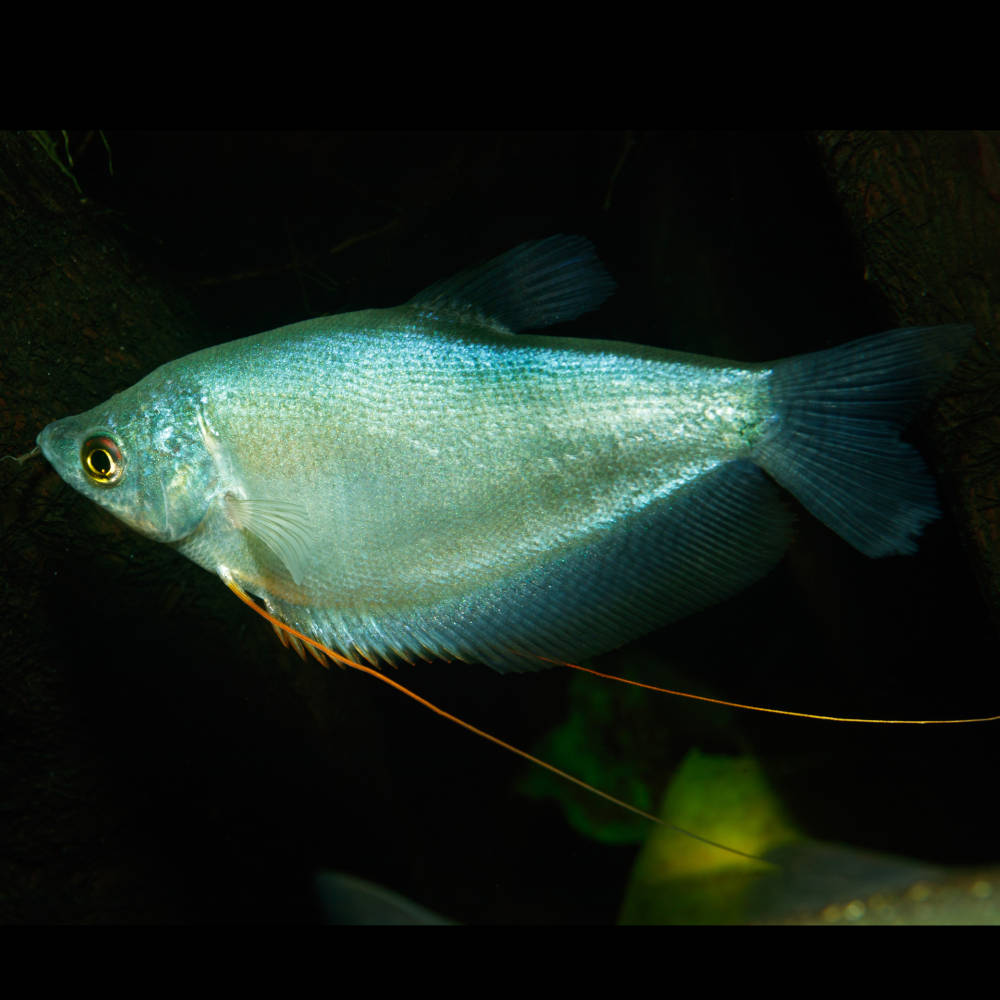 Moonlight Gourami - Roxy Aquarium