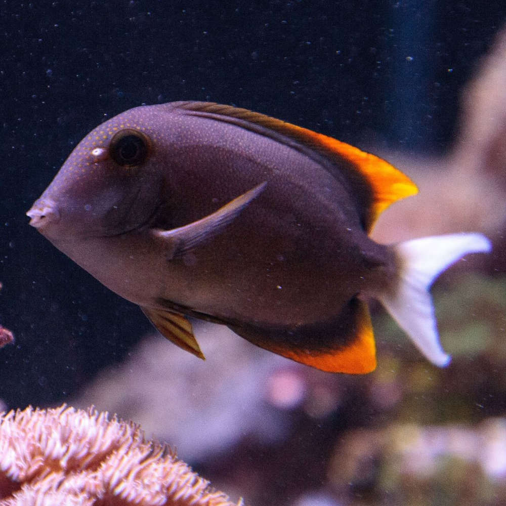 Tomini Tang Available - Roxy Aquarium