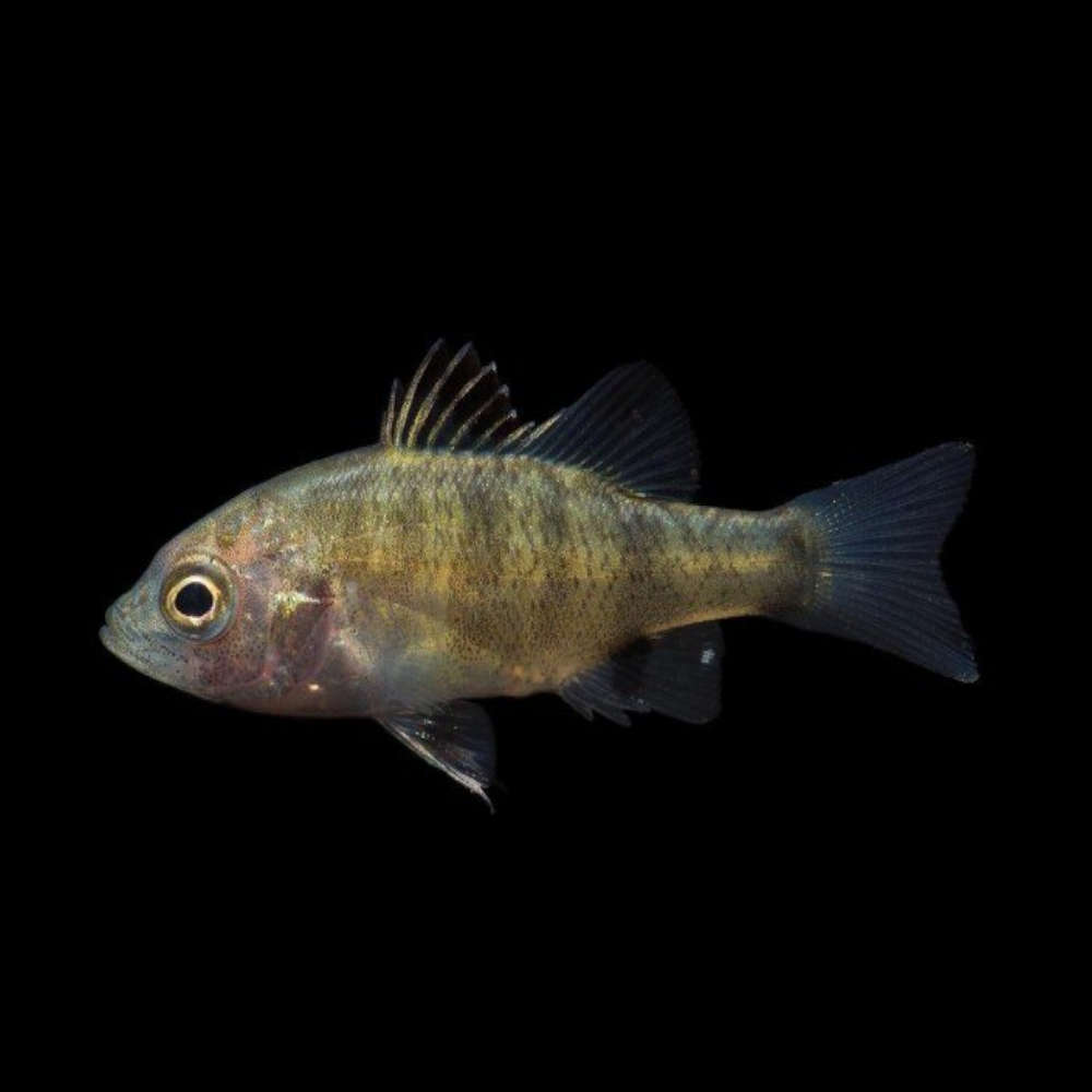 Australian Native & Rainbow Fish - Roxy Aquarium