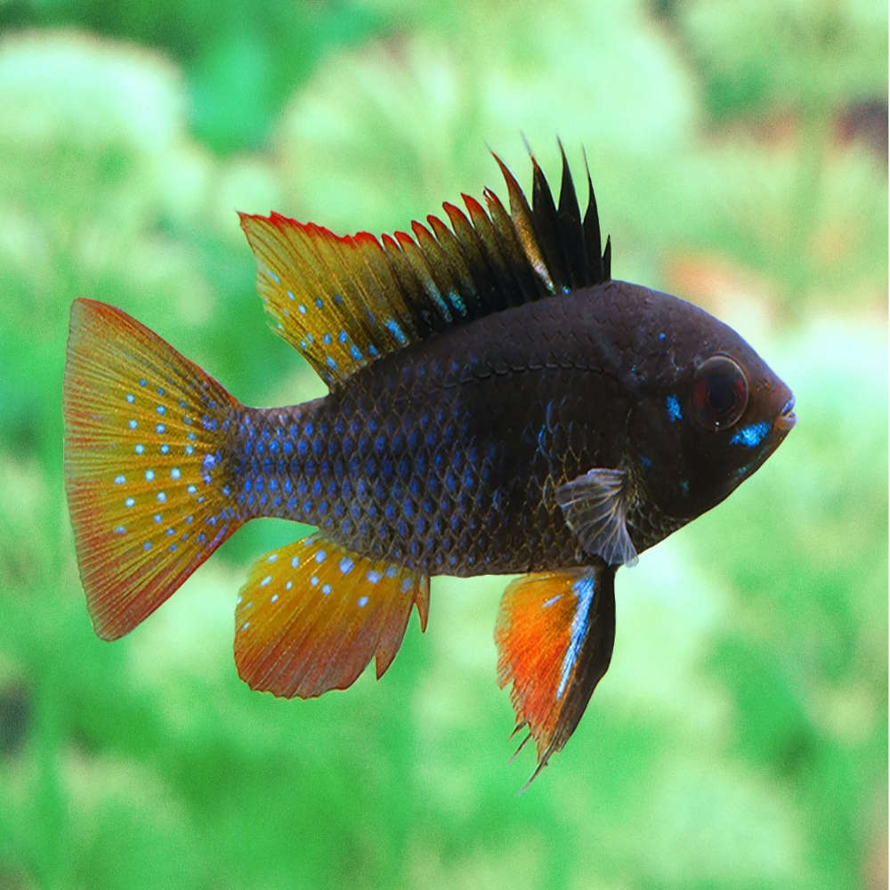 Black Ram Available - Roxy Aquarium