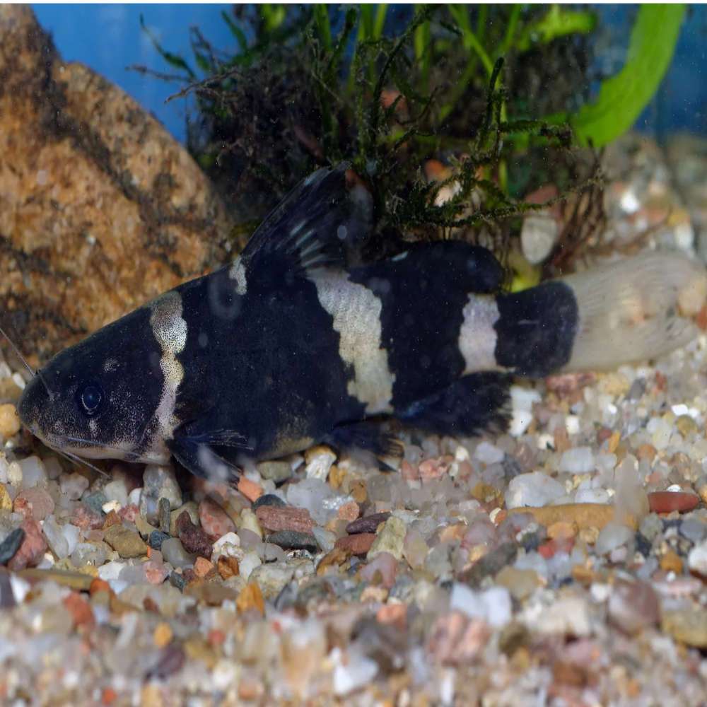 Bumble Bee Catfish - Roxy Aquarium