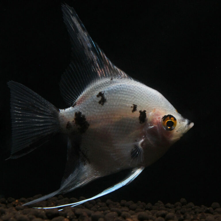 Panda Angelfish - Roxy Aquarium