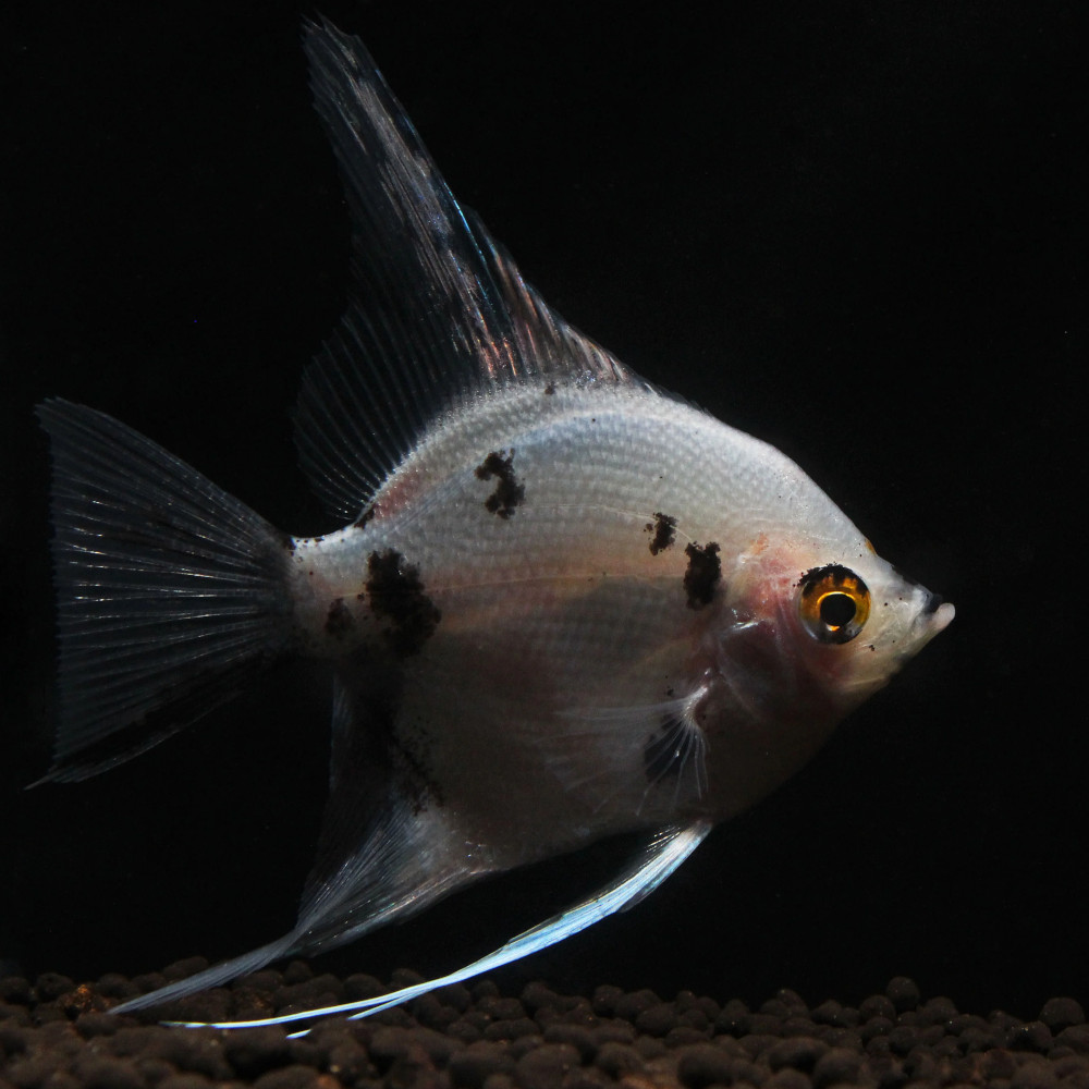 Panda Angelfish Available - Roxy Aquarium