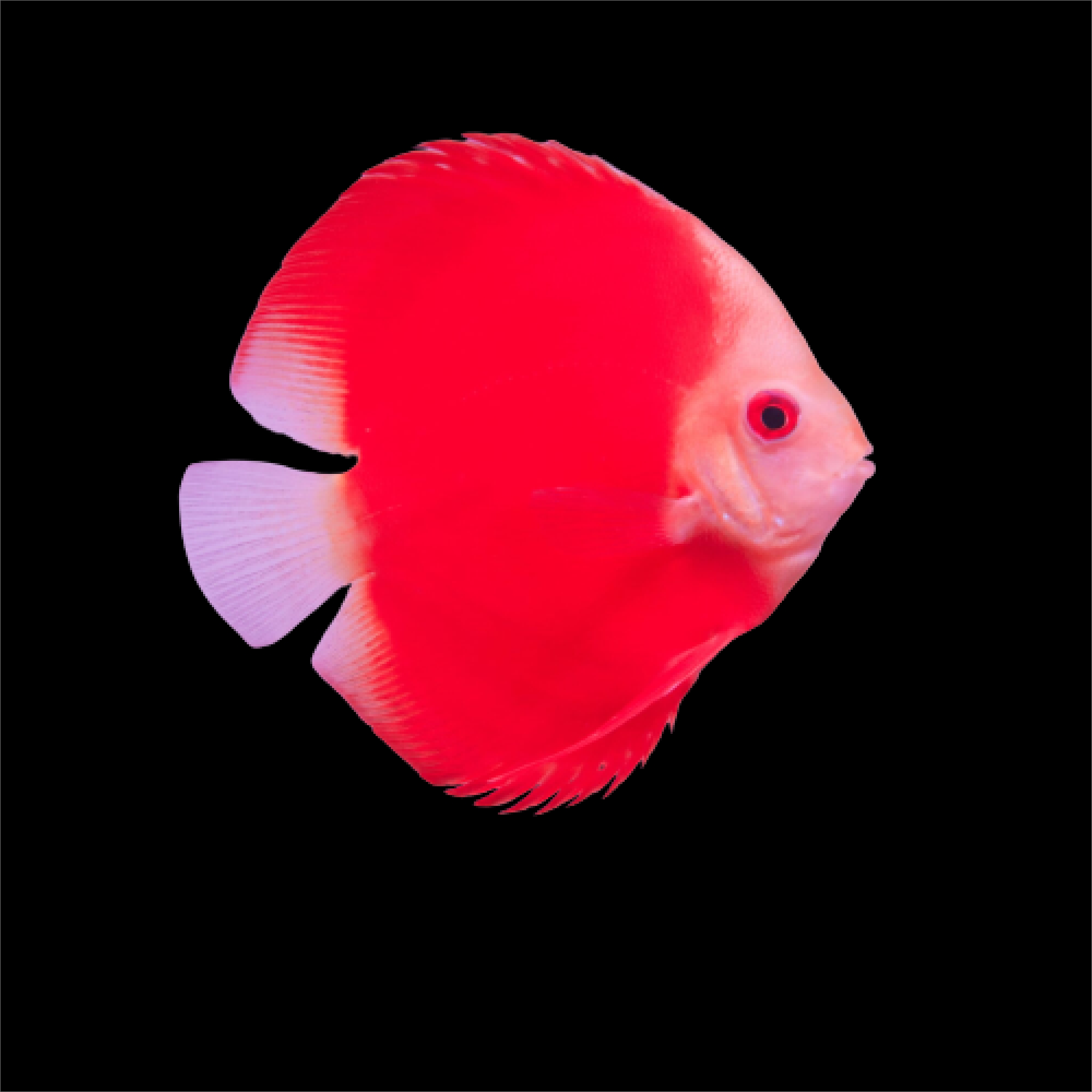 Red Melon Discus