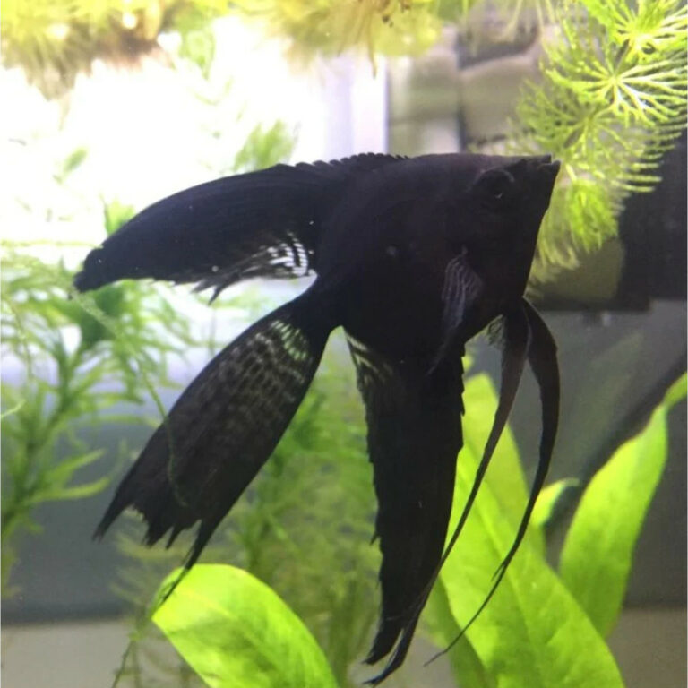 Veil Tail Angelfish - Roxy Aquarium