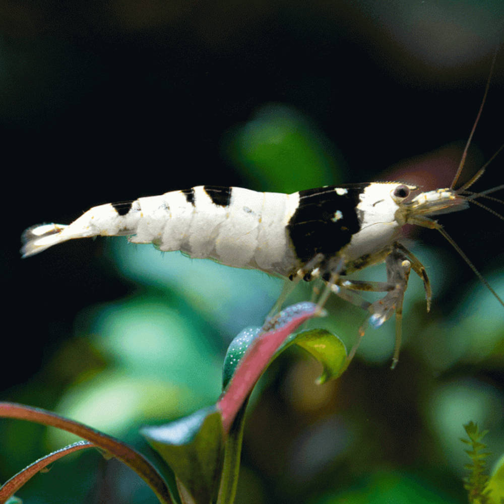 Crystal Black Shrimp Available - Roxy Aquarium