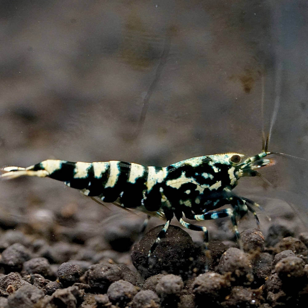 Yellow Cherry Shrimp Available - Roxy Aquarium