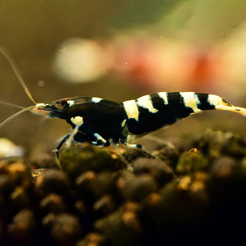 Pintos black shrimp - Roxy Aquarium