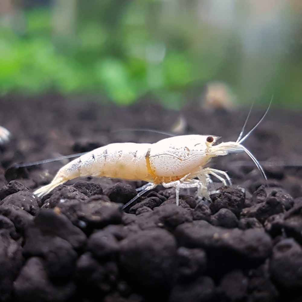 Crystal Black Shrimp Available - Roxy Aquarium