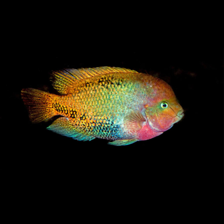 Synspilum Cichlid - Roxy Aquarium